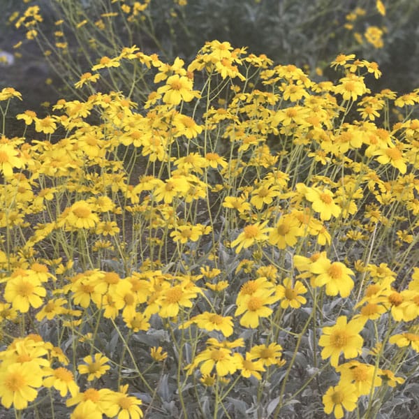 5 Spring-Flowering Shrubs to Plant in Your Phoenix Area Yard