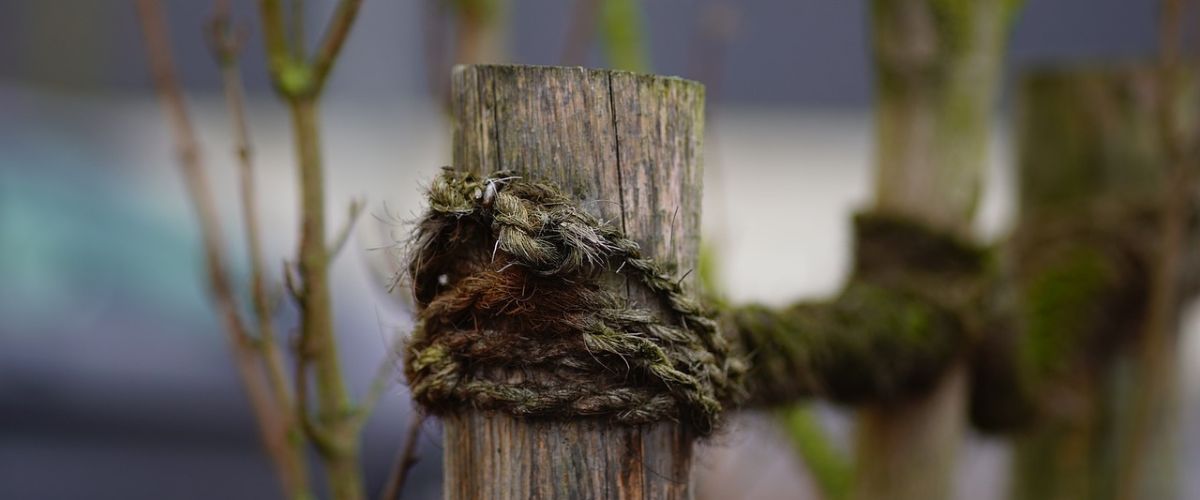 How & When to Stake a Tree in Your Desert Landscape