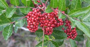 8 Exotics that are the Best Trees for Phoenix, Arizona