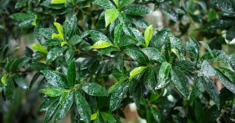 8 Exotics that are the Best Trees for Phoenix, Arizona