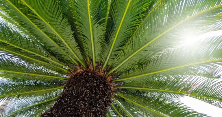 8 Exotics that are the Best Trees for Phoenix, Arizona