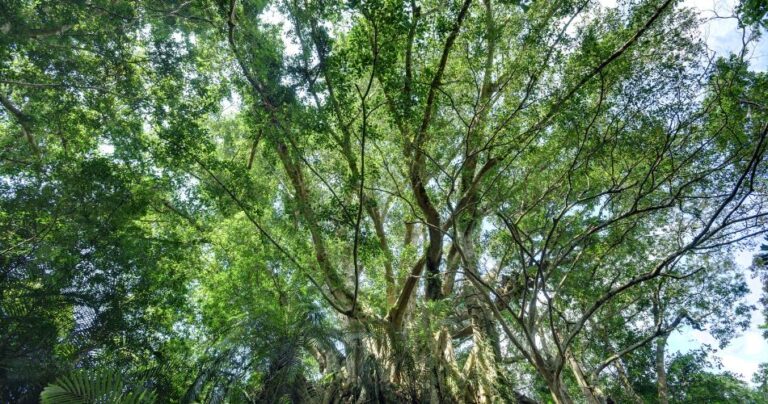 8 Exotics that are the Best Trees for Phoenix, Arizona