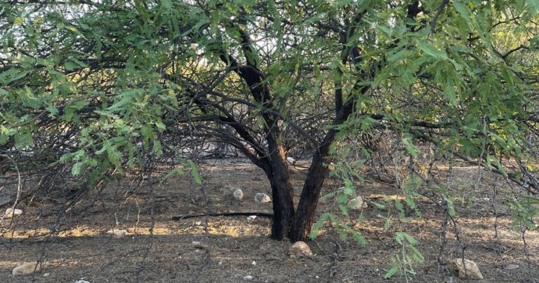 Do Codominant Stems Cause Trees to Break? • Titan Tree Care