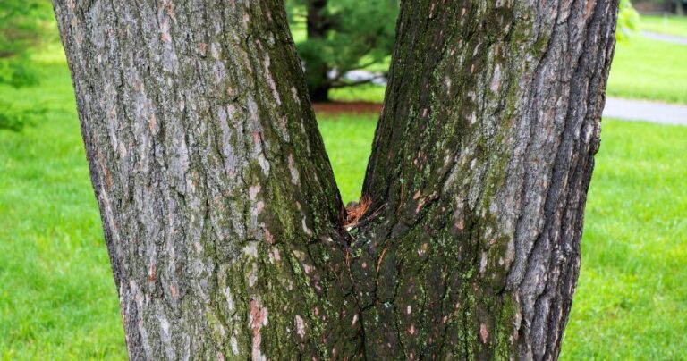 Do Codominant Stems Cause Trees to Break? • Titan Tree Care