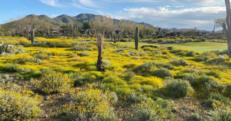 Beware the Invasive Stinknet • Titan Tree Care