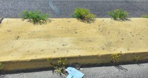 Beware the Invasive Stinknet • Titan Tree Care