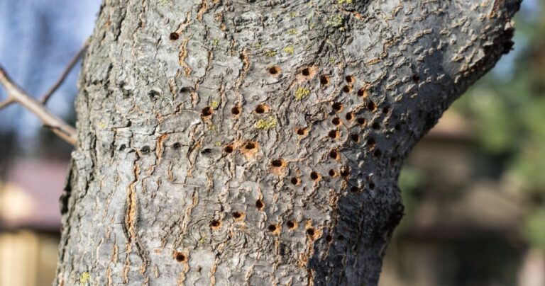 Damaged Bark on Your North Phoenix Trees? What You Should (and Should ...