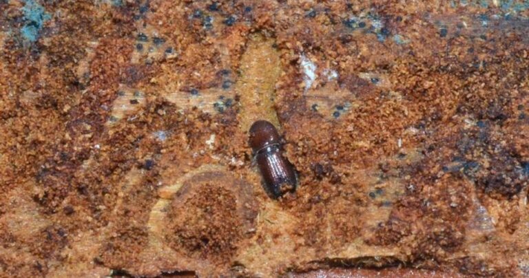 Top 6 Tree Pests Affecting North Phoenix Trees • Titan Tree Care