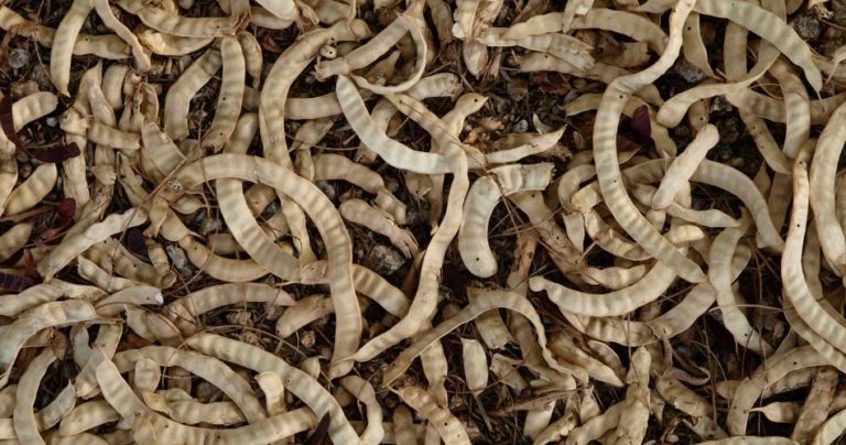 How to Prevent Messy Trees From Dropping Tree Litter • Titan Tree Care