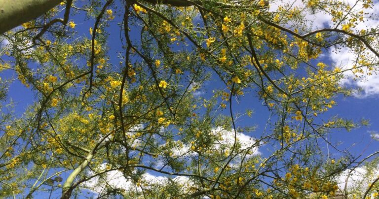 Do Palo Verde Borers Kill Trees?