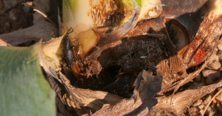 Agave Snout Weevil: Everything You Need to Know