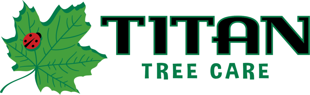 Why is Sap Oozing From My Tree's Trunk?