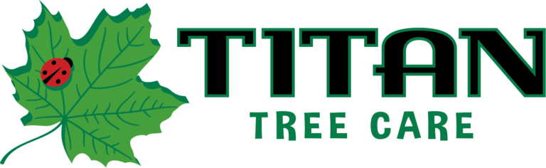 Why is Sap Oozing From My Tree's Trunk? • Titan Tree Care