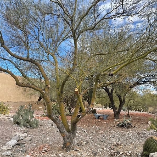 Best Palo Verde Trees for Phoenix Landscapes