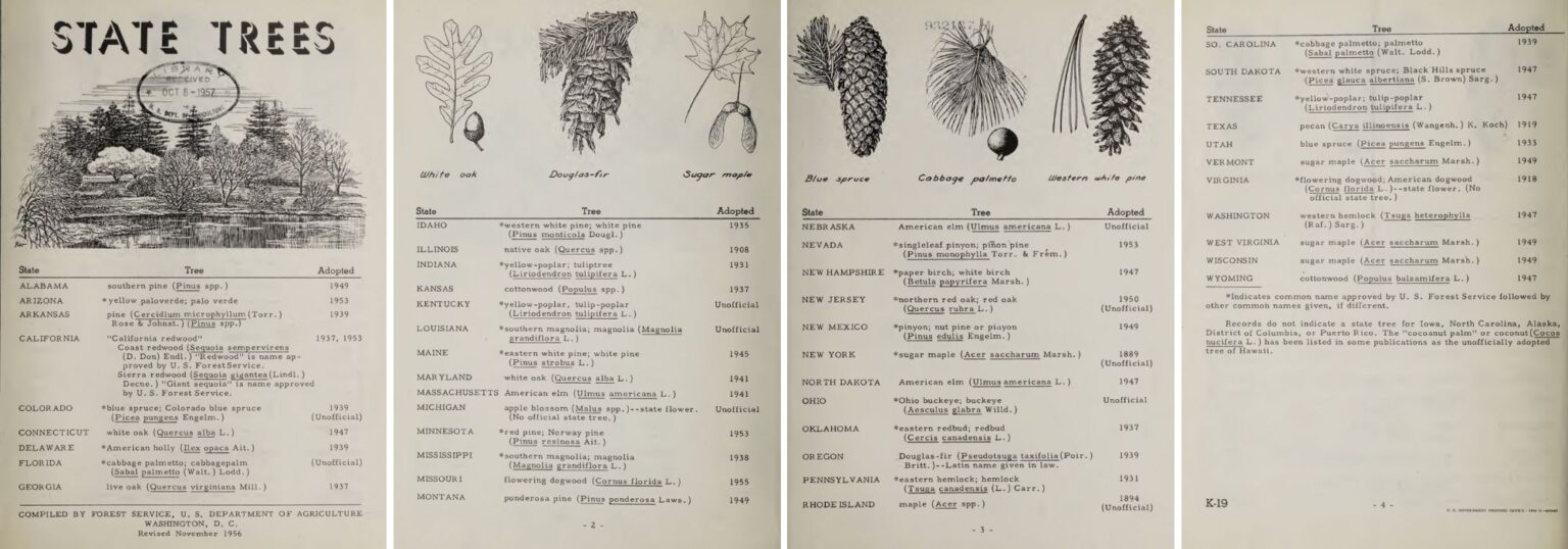 About Arizona's State Tree, The Palo Verde