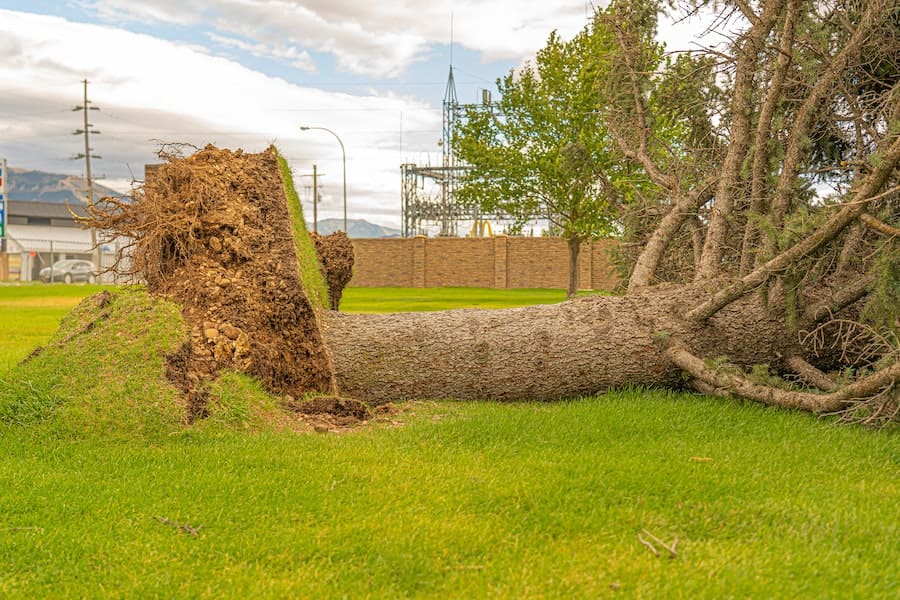 Trees Suddenly Falling Over? Here''s Why