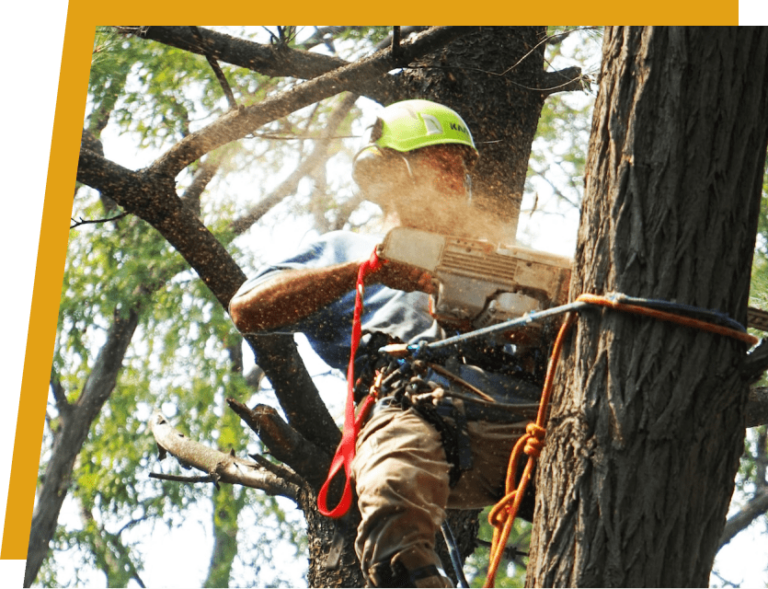 Phoenix Tree Pruning, Tree Trimming Service - Titan Tree Care - Anthem ...